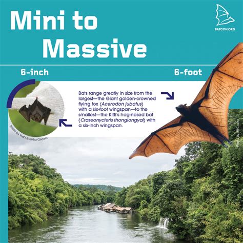 Superlative Bats Bat Conservation International
