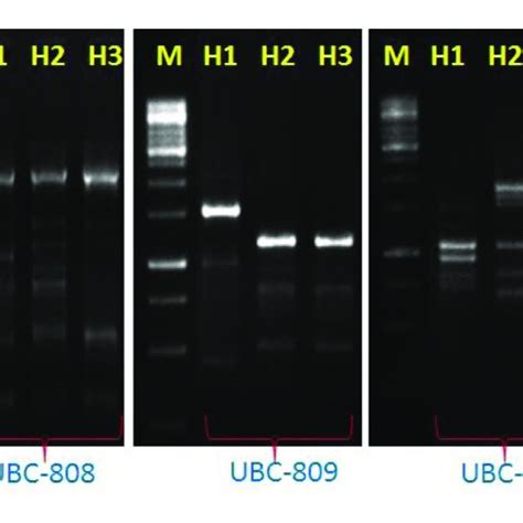 Inter Simple Sequence Repeat Issr Analysis Of Three Bacillus