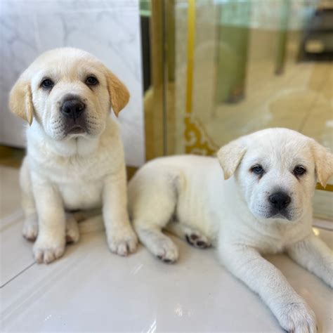 래브라도리트리버 믹스 하나둘셋넷 엑조틱크기 터키시앙고라크기 페르시안크기 하이랜드폴드크기 애완견크기 반려견크기 소형견무료입양