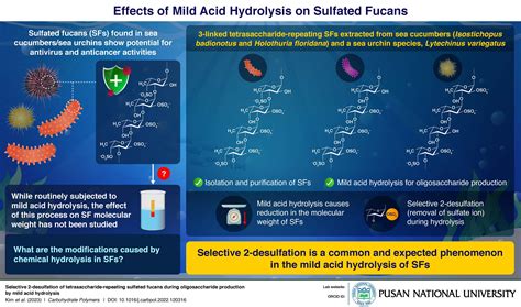 Researchers Explore The Effects Of Acid Hydrolysis On Sulfated Fucans In Sea Cucumbers And Sea