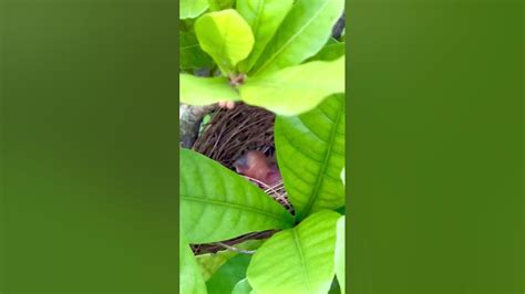 ගෙවත්තෙ කුරුල්ලො කූඩු හදනවට කැමතිද Youtube