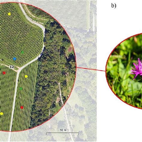 Model Based Predicted Abundance Of All Flower Visiting Insects In Download Scientific Diagram