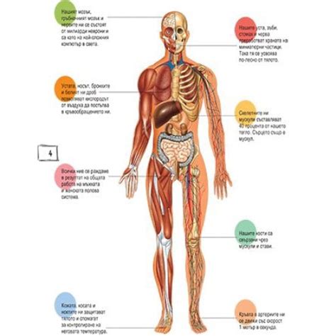 Детска енциклопедия Човешкото тяло Колектив Emag Bg