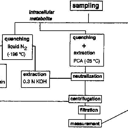 Sampling Technique And Procedure Download Scientific Diagram