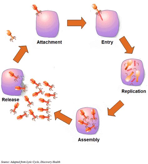 Diagram Virus Lytic Cycle Diagram Wiringschemacom