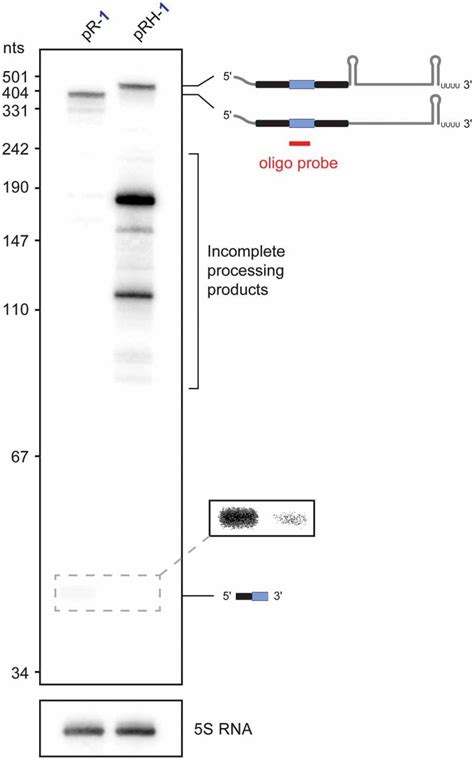 The Francisella Novicida Cas12a Is Sensitive To The Structure Downstream Of The Terminal Repeat