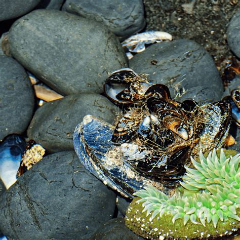 Discover Hidden Gems Best Oregon Coast Beaches For Seashell Hunting