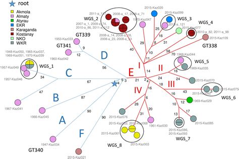 Frontiers Brucella Abortus In Kazakhstan Population Structure And