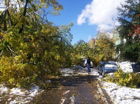 Randolph New Jersey Has Big Trees Randolph NJ Tree Service