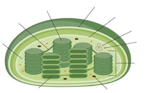 Label The Chloroplast Diagram Quizlet