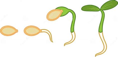 Etapas Secuenciales De La Germinación De La Semilla De Calabaza