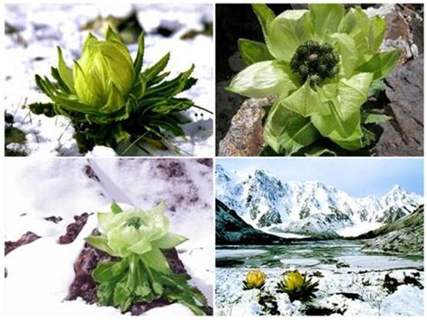天山雪莲子 天山雪莲 天山雪莲壁纸 大山谷图库