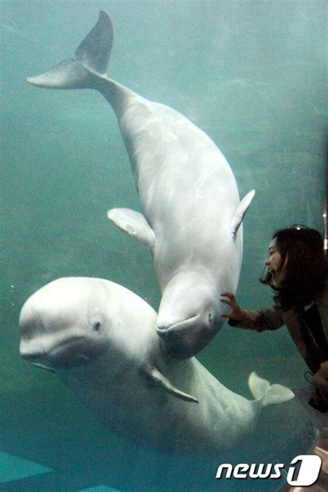 여수엑스포 미리 본 엑스포 아쿠아리움 뉴스1