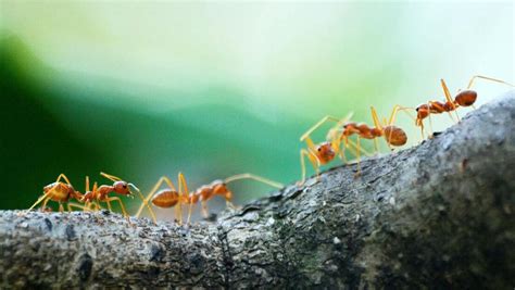 Како су мрави постали егзотични љубимци Тинејџери ухапшени због нелегалне трговине 5 000