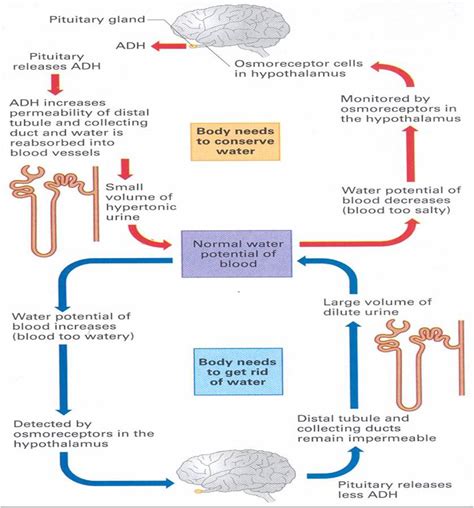 Homeostasis Pmg Biology