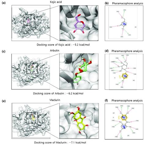 in silico docking simulation of tyrosinase and maclurin protein ligand