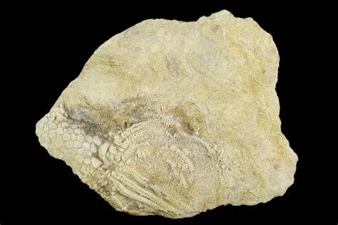 1 9 Fossil Crinoid Acrocrinus Alabama 122403 For Sale