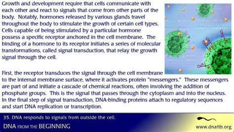 Concept 35 Dna Responds To Signals From Outside The Cell Cshl Dna Learning Center