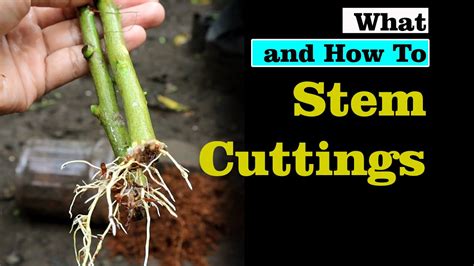 Stem Cutting A Simple Propagation Method Youtube