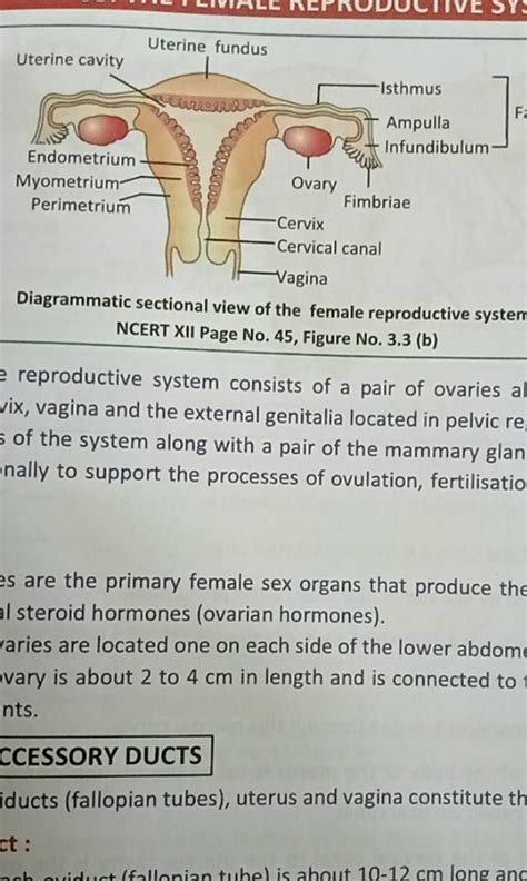 Diagrammatic Sectional View Of The Female Reproductive System Ncert Xii P
