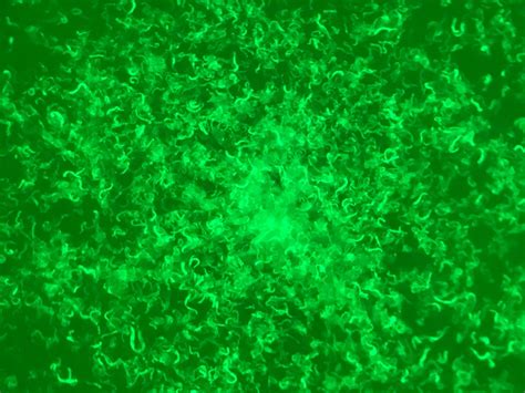 The Gibson Lab Parasites Coevolution Sex