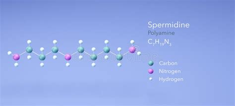 Spermidine Molecule Molecular Structures Polyamine 3d Model