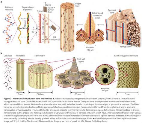 The Fascinating Complex Hierarchical Structure Of Bone And Bamboo Download Scientific Diagram