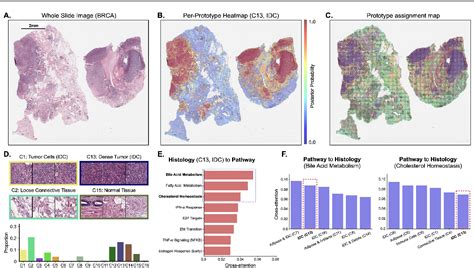 Multimodal Prototyping For Cancer Survival Prediction