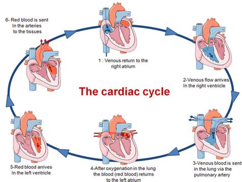 A P Module 9 Lesson 3 Cardiac Cycle Flashcards Quizlet