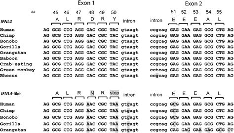 Genetics Of The Human Interferon Lambda Region Journal Of Interferon And Cytokine Research