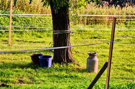 프라하 가장자리의 울타리로 둘러싸인 양동이와 금속 우유 용기가 있는 나무 0명에 대한 스톡 사진 및 기타 이미지 0명 경관