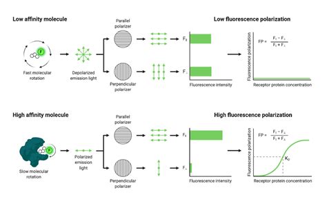 Fluorescence Polarization Assay Biorender Science Templates