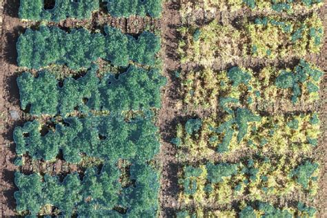 5 Tutorials For Crop Detection And Vegetation Delineation With Python And Qgis — Hatari Labs