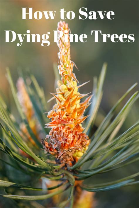 How To Save Dying Pine Trees