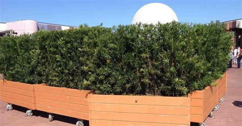 Growing Podocarpus Macrophyllus Care Tips For The Fern Pine