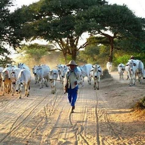 ေတာသဘာဝ ေတာအလွ