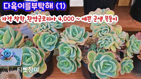 다육이를부탁해1 가격착한 다육이 환엽글로리아 4000~ 묵은둥이 재규어 꽃떼목철화 Youtube