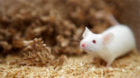 Cute Rat Wallpapers Wallpaper Cave