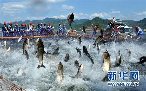 壮观杭州千岛湖上演巨网捕鱼 视频中国 中国网