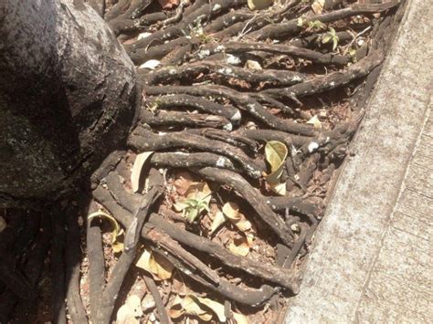 Root System Of Palm Trees StudiousGuy