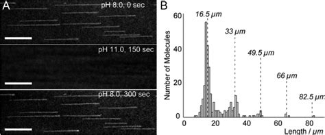 Fp Dbp Staining Is Ph Reversible And Does Not Perturb Dna Polymer