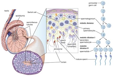 Seminiferous Tubules Diagram Seminiferous Tubules Diagram Cl