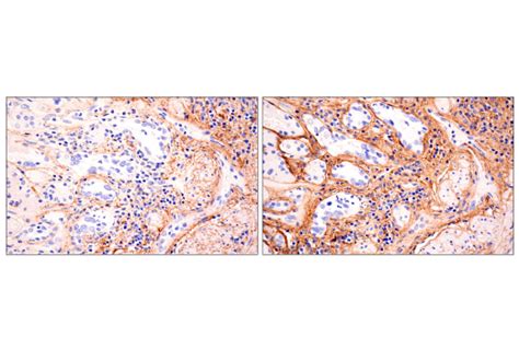 Hydroxyproline Antibody Cell Signaling Technology