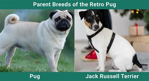 Retro Pug Info Pictures Temperament And Traits Dogster