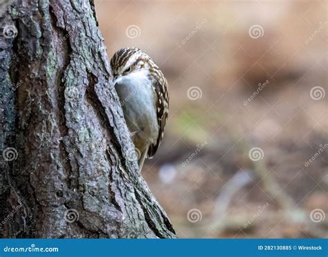 Tree Creeper Bird Perched On Tree Trunk Stock Image Image Of Avian Tree 282130885