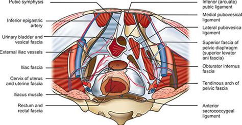 Endopelvic Fascia Anatomy Control Of Lateral Pedicles And Preservation