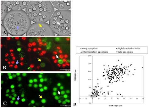 Multi Parametric Staining Of Cryopreserved U937 Cells U937 Cells Were