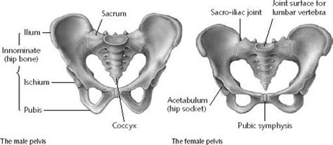 Pelvic Outlet Male Vs Female
