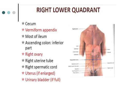 Assessment Of The Abdomen Inspection Auscultation Percussion