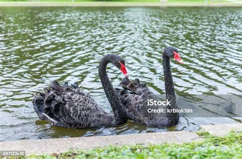 여름 동안 공원에서 호수에서 수영 하는 붉은 부리를 두 개의 검은 백조 깃털에 대한 스톡 사진 및 기타 이미지 깃털 녹색 눈 신체 부분 Istock